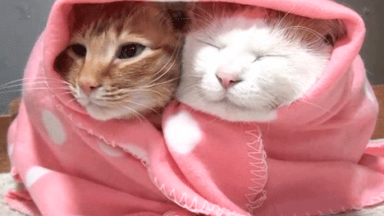 Happy-Cat-Gif-about-Life-1.gif - Healthy Tips